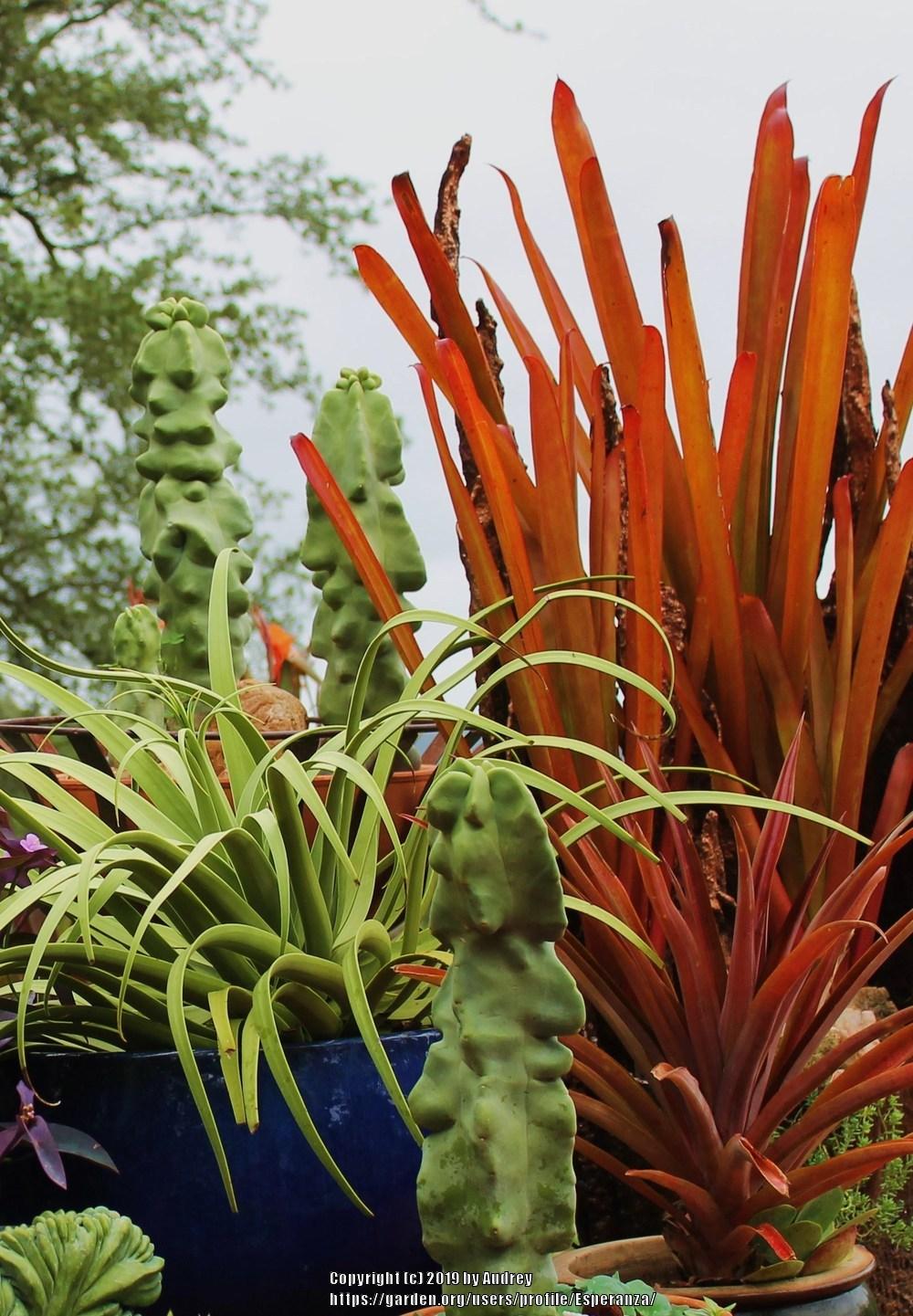 Full Sun Bromeliads in the Bromeliads forum - Garden.org