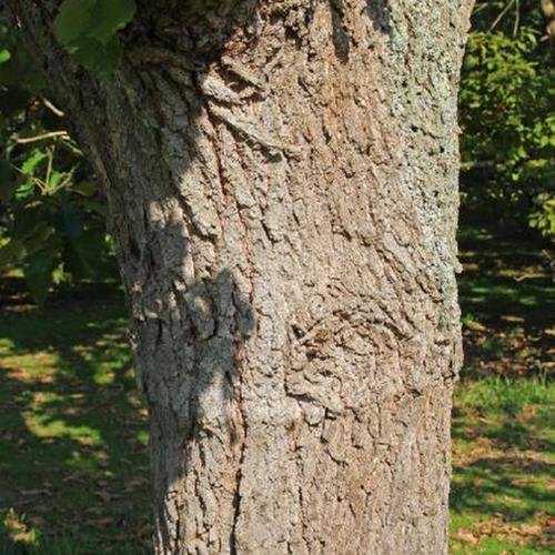 Japanese Emperor Oak (Quercus dentata) - Garden.org