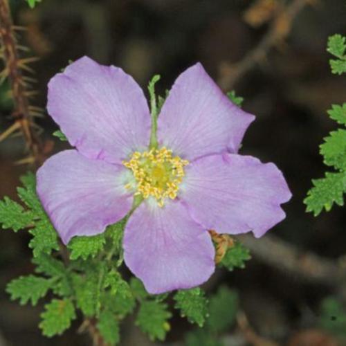 Baja Rose (Rosa minutifolia) in the Roses Database - Garden.org