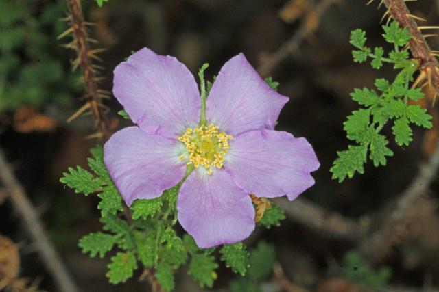 Baja Rose (Rosa minutifolia) in the Roses Database - Garden.org