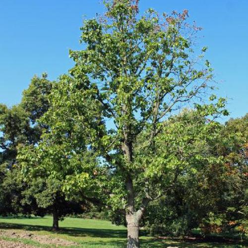 Japanese Emperor Oak (Quercus dentata) - Garden.org