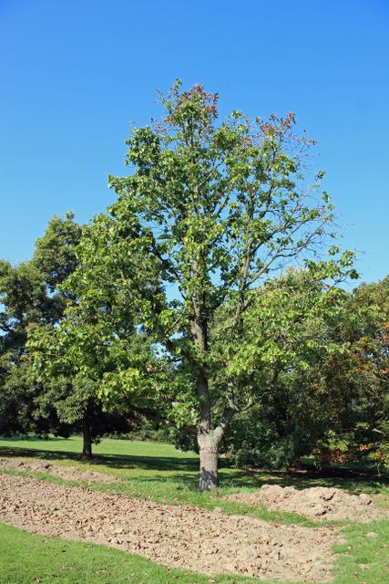 Japanese Emperor Oak (Quercus dentata) - Garden.org