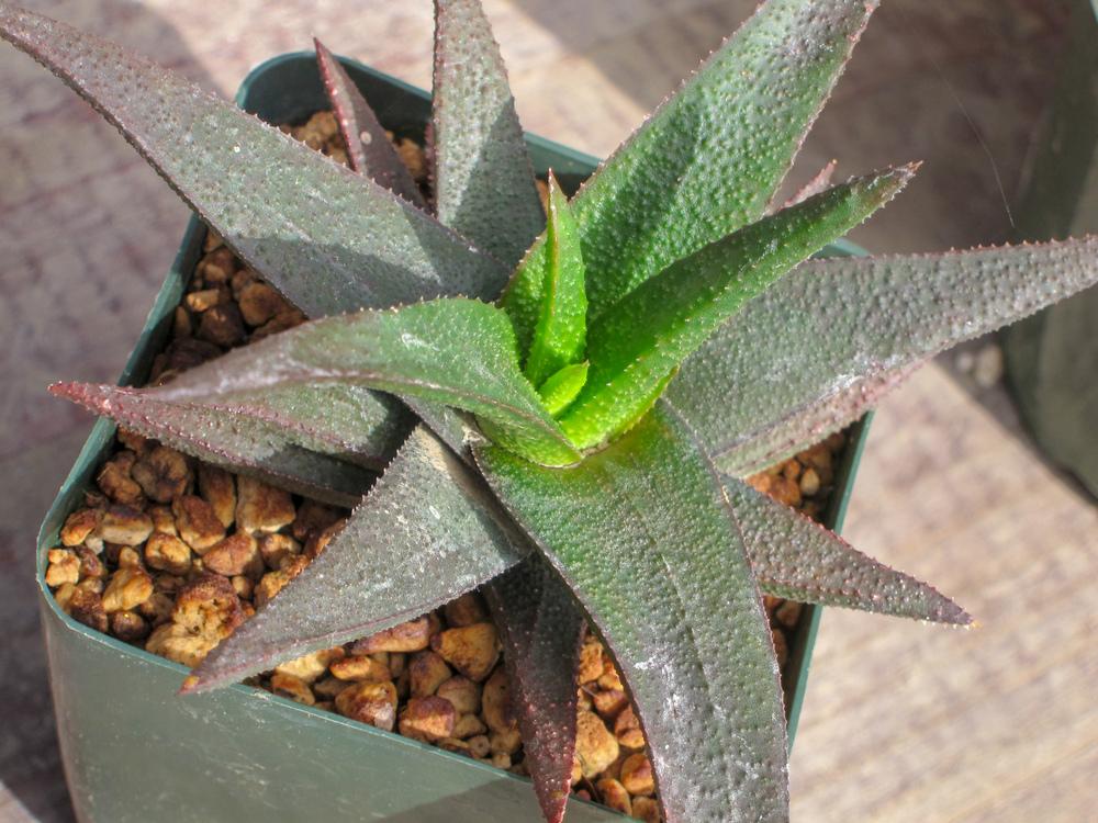 Aloes: Plant Care and Collection of Varieties - Garden.org