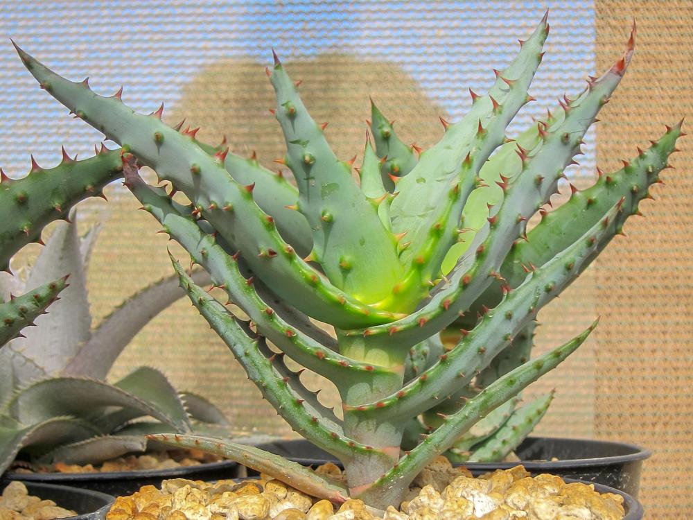 African Aloe (Aloe africana) in the Aloes Database - Garden.org