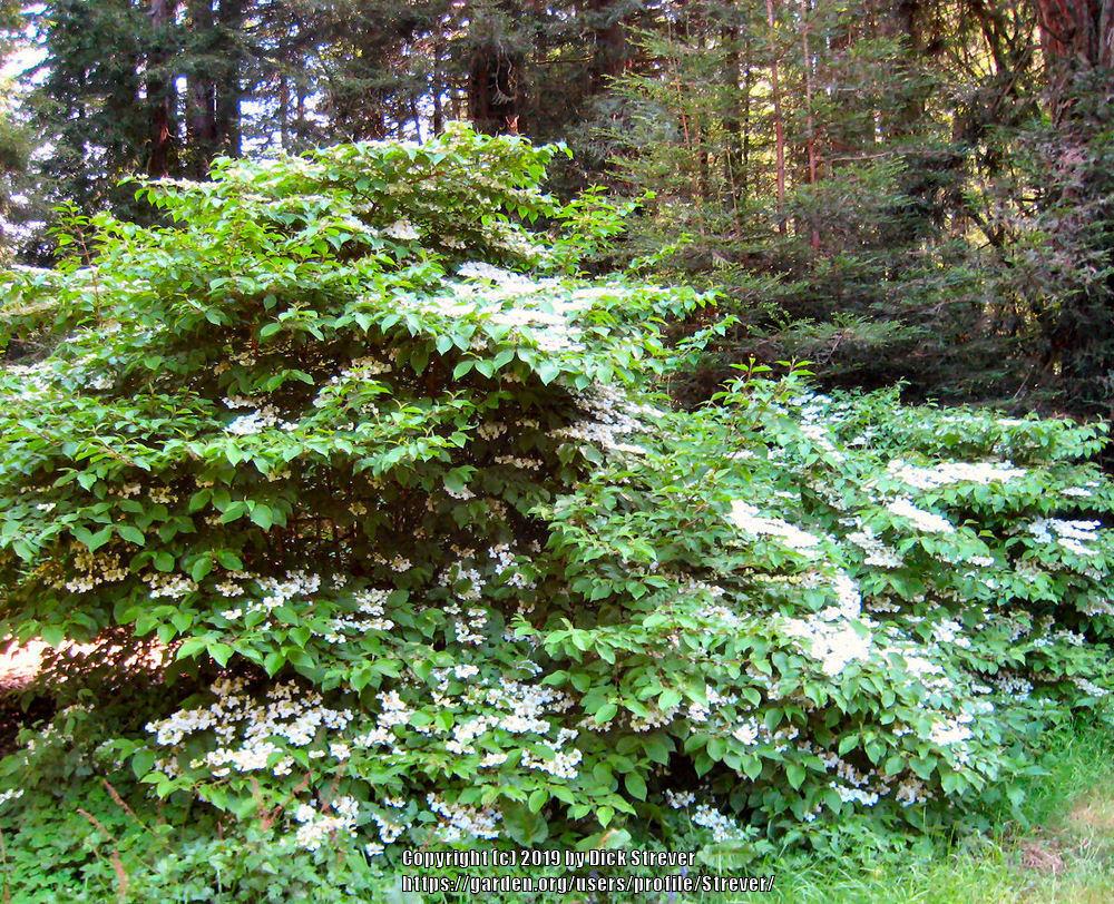 Viburnums: Plant Care and Collection of Varieties - Garden.org