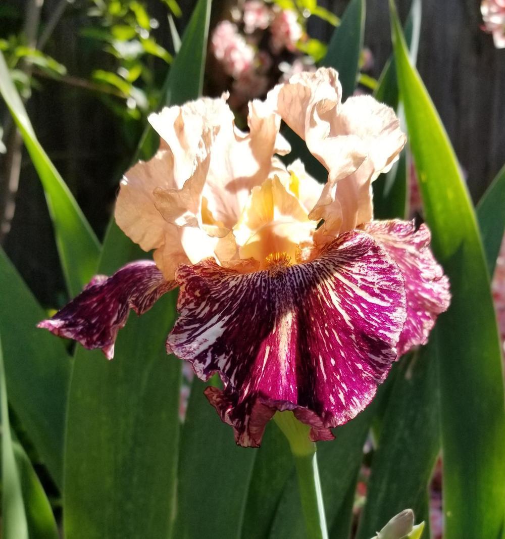 Photo of the bloom of Border Bearded Iris (Iris 'Broken Border') posted ...