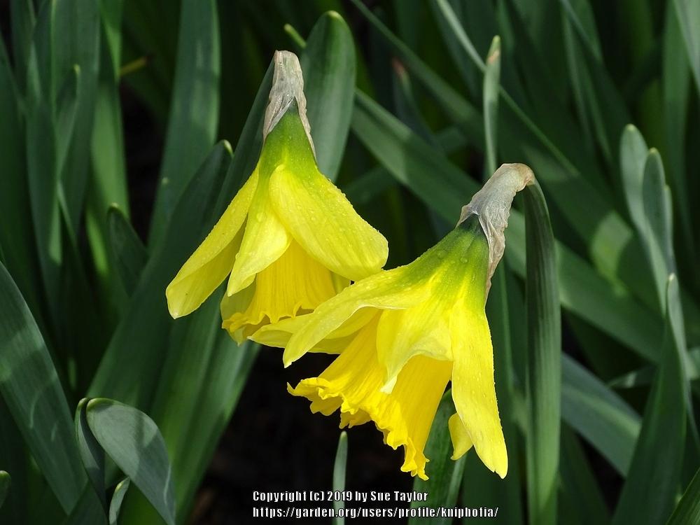 Photo of the bloom of Trumpet daffodil (Narcissus 'Rijnveld's Early ...