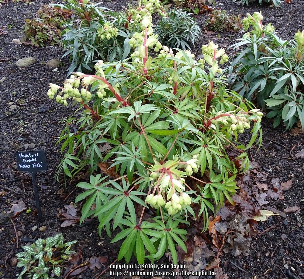 Photo of the entire plant of Hellebore (Helleborus foetidus 'Wester ...
