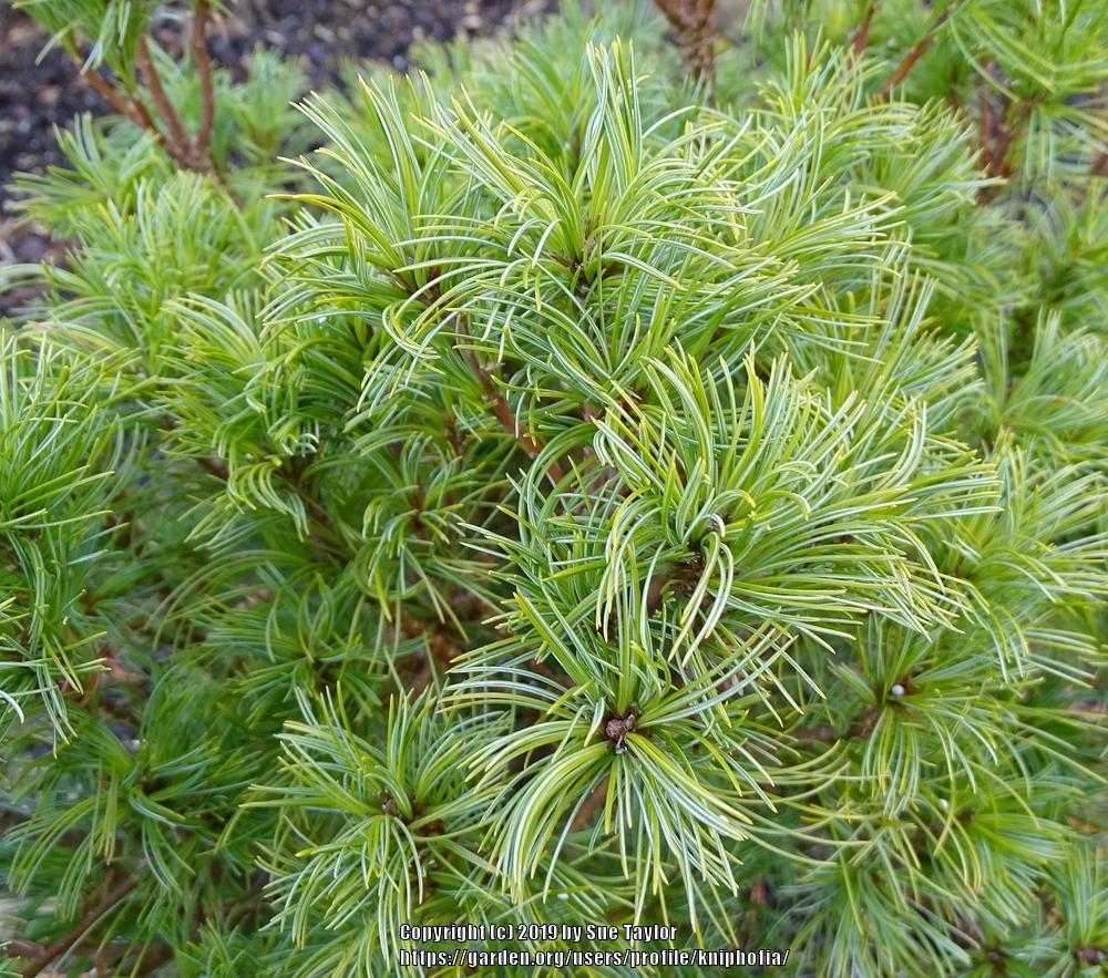 Eastern White Pine (Pinus strobus 'Tiny Kurls') - Garden.org