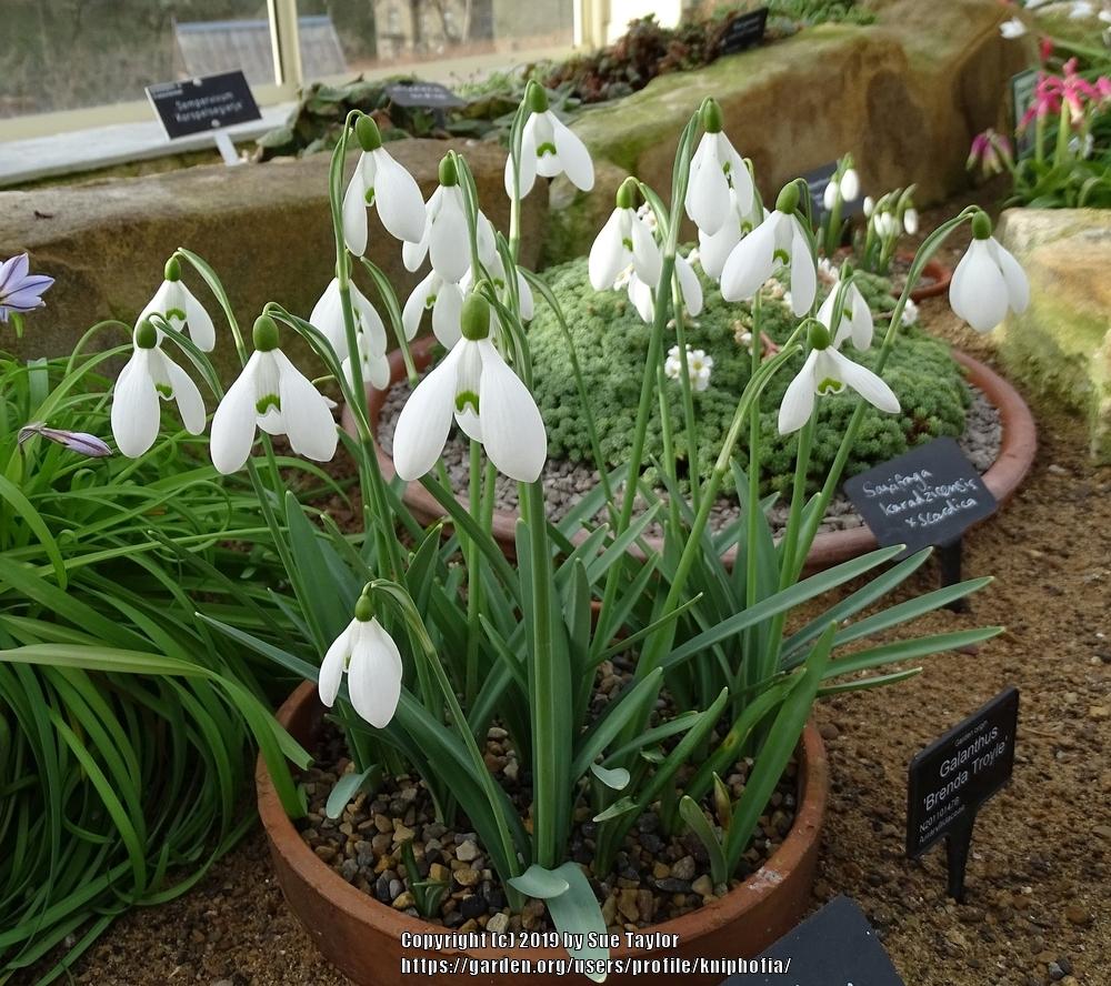 Snowdrop (Galanthus nivalis 'Brenda Troyle') in the Snowdrops Database ...