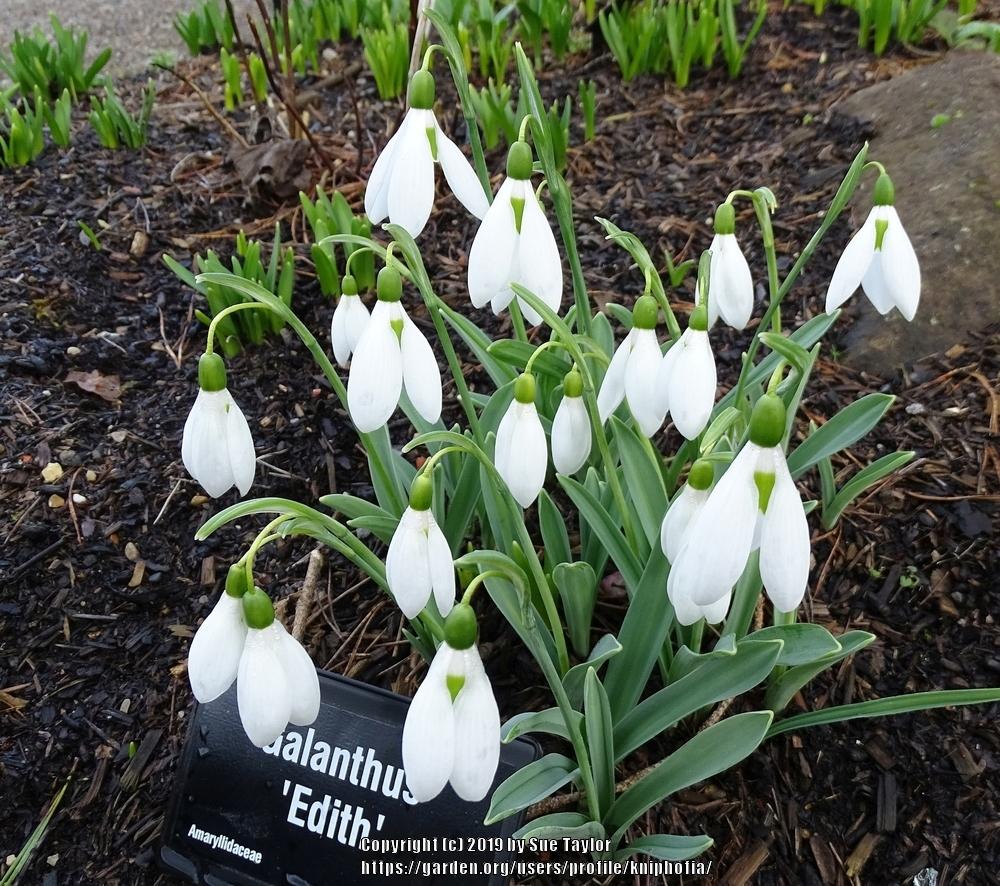 Snowdrops: Plant Care and Collection of Varieties - Garden.org