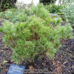 Eastern White Pine (Pinus strobus 'Tiny Kurls') - Garden.org