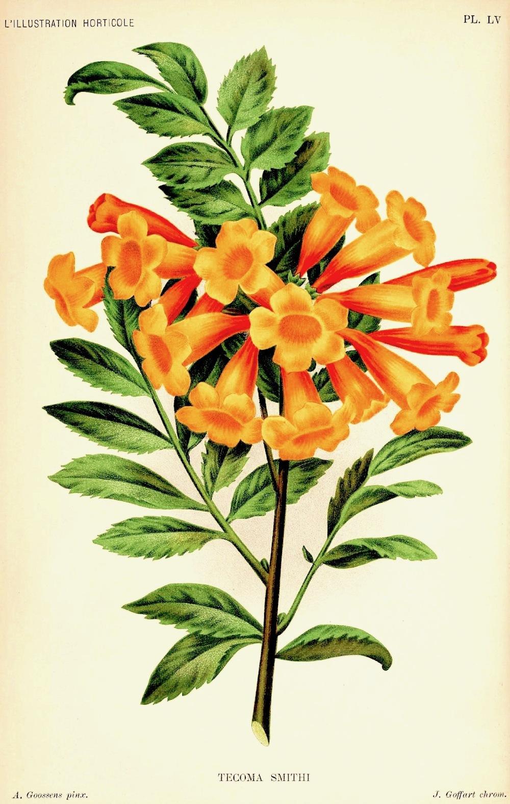 Orange Bells (Tecoma x smithii) - Garden.org