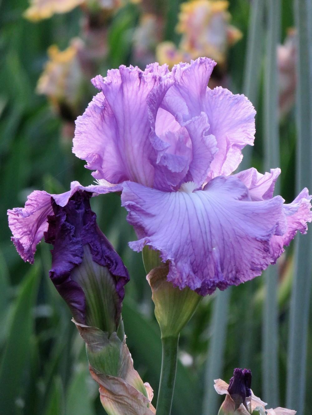 Tall Bearded Iris (Iris 'Feature Attraction') in the Irises Database ...