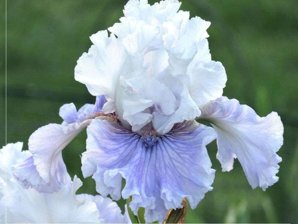 Photo of the bloom of Tall Bearded Iris (Iris 'Quaffable') posted by ...