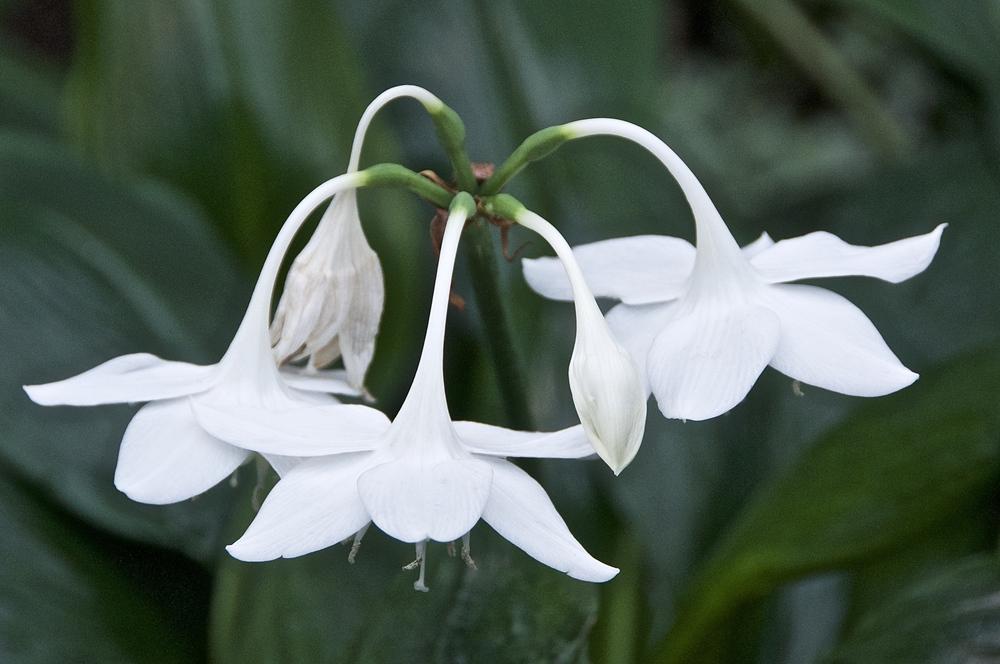 Amazon Lily (Urceolina amazonica) - Garden.org