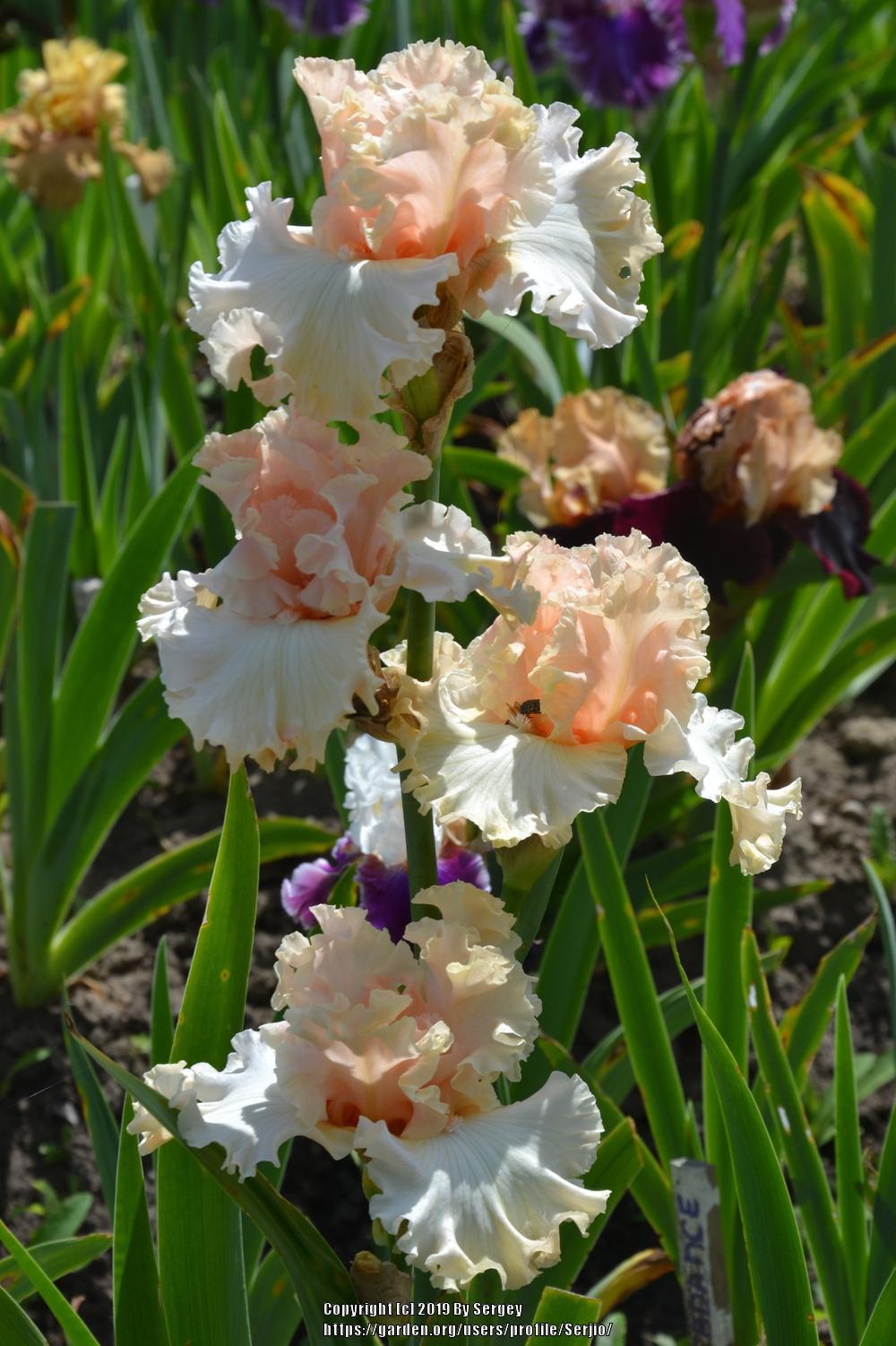 Photo of the bloom of Tall Bearded Iris (Iris 'Magical') posted by ...