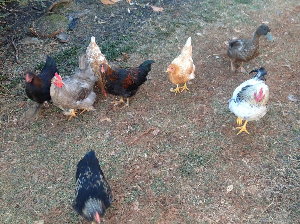 Monty's Blue Ridge Chicken Antics in the Farming forum - Garden.org