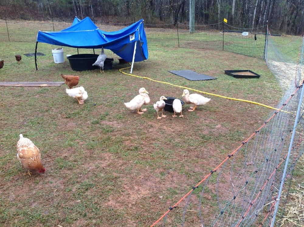 Monty's Blue Ridge Chicken Antics in the Farming forum - Garden.org