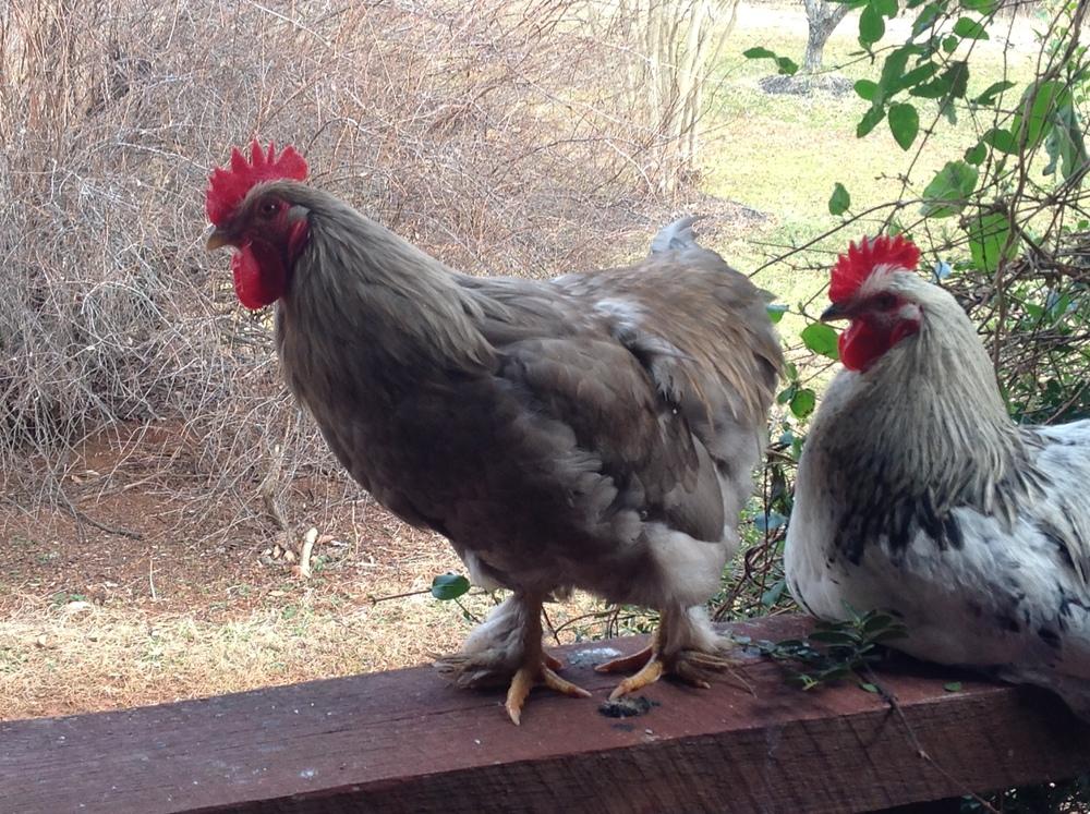 Monty's Blue Ridge Chicken Antics in the Farming forum - Garden.org