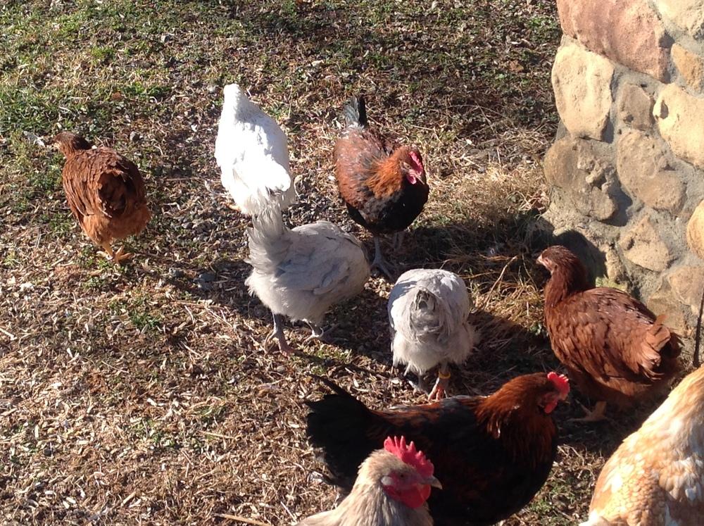 Monty's Blue Ridge Chicken Antics in the Farming forum - Garden.org