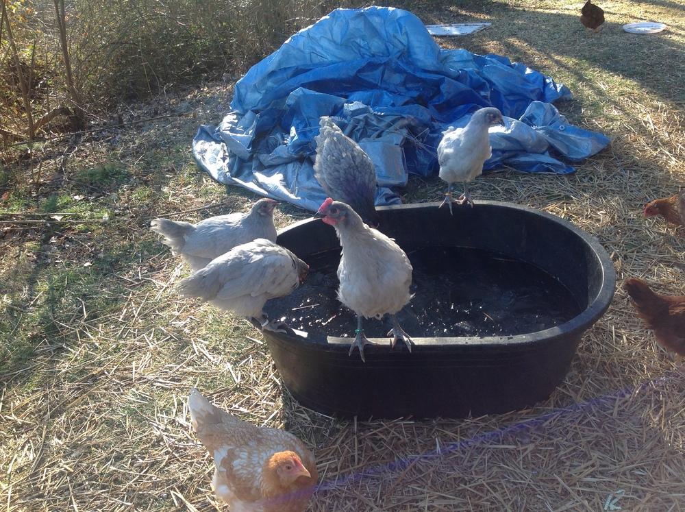 Monty's Blue Ridge Chicken Antics in the Farming forum - Garden.org