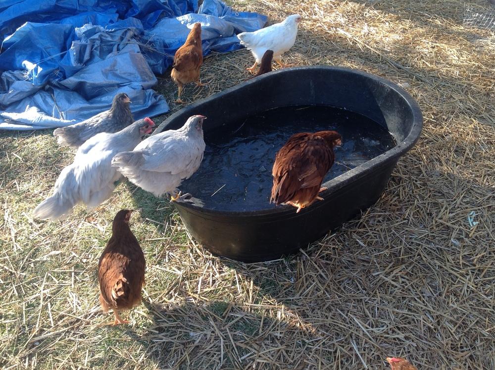 Monty's Blue Ridge Chicken Antics in the Farming forum - Garden.org