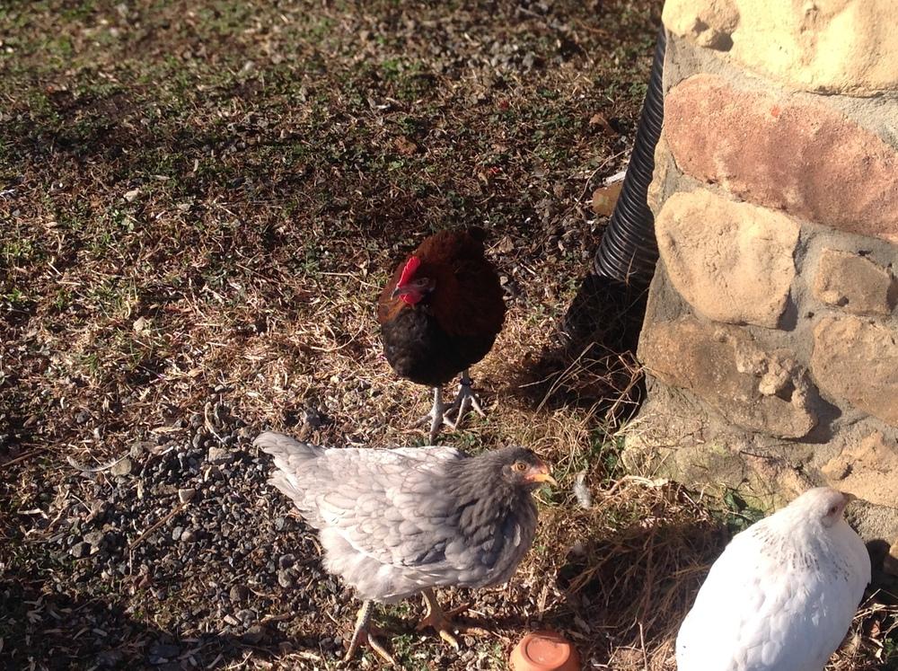 Monty's Blue Ridge Chicken Antics in the Farming forum - Garden.org