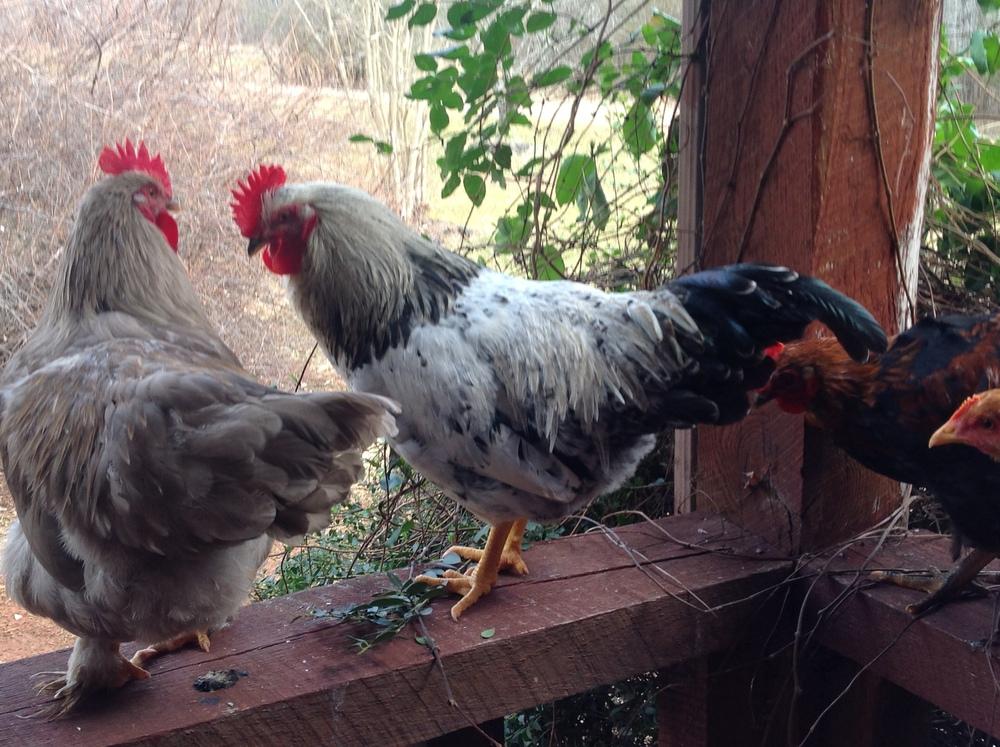 Monty's Blue Ridge Chicken Antics in the Farming forum - Garden.org