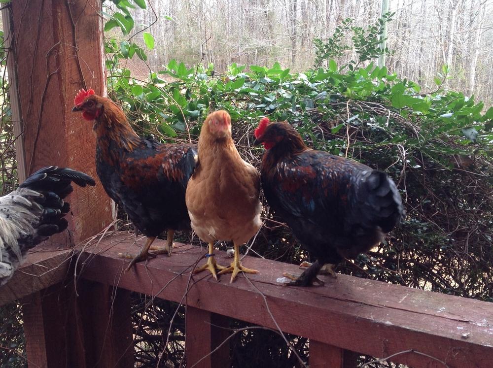 Monty's Blue Ridge Chicken Antics in the Farming forum - Garden.org