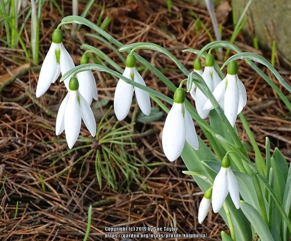 Snowdrop (Galanthus elwesii var. elwesii 'Paradise Giant') in the ...