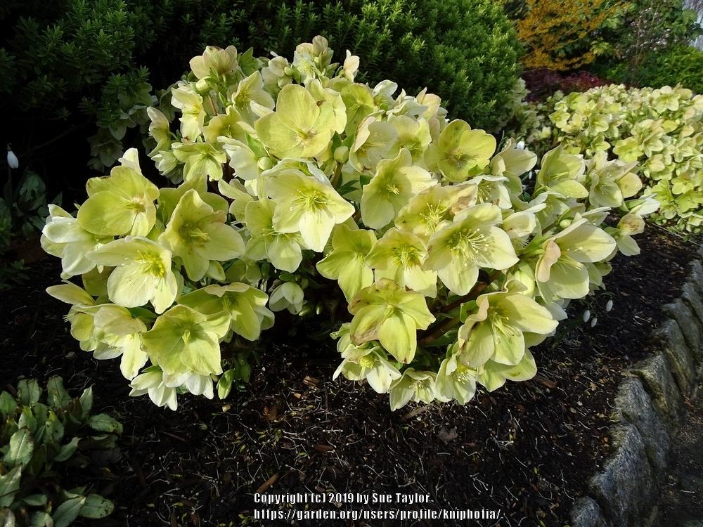 Hellebore (Helleborus Gold Collection® Ice Breaker Fancy) in the ...