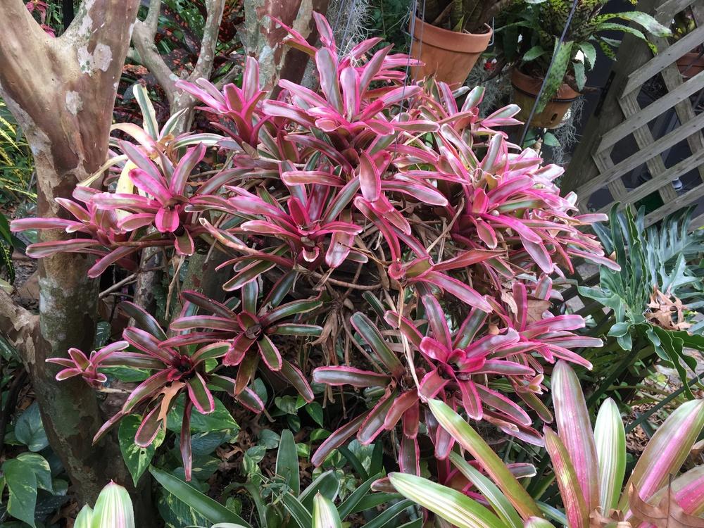Bromeliads forum: Full Sun Bromeliads - Garden.org