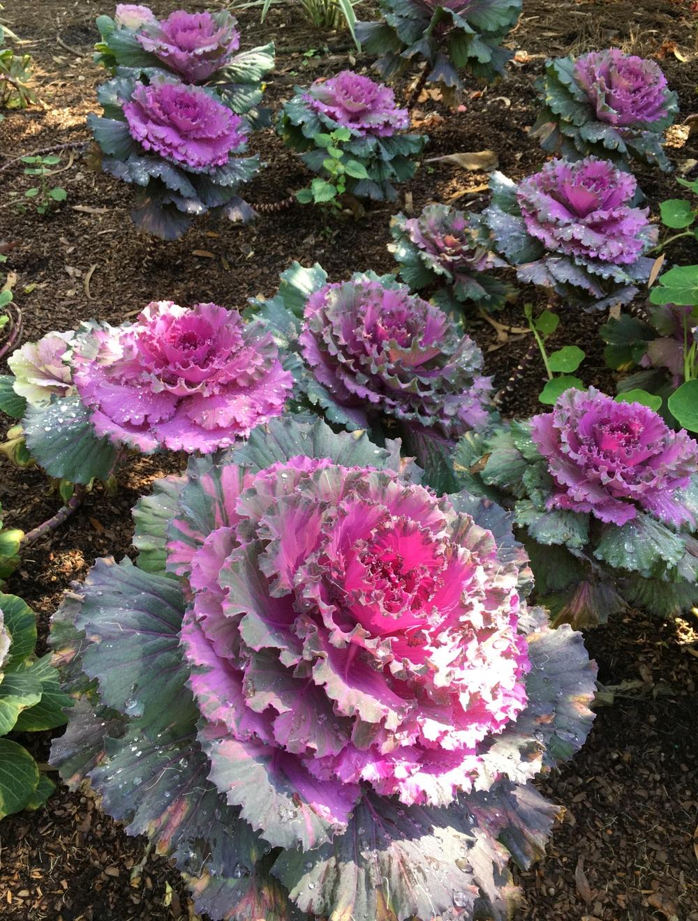 Brassicas: Plant Care and Collection of Varieties - Garden.org