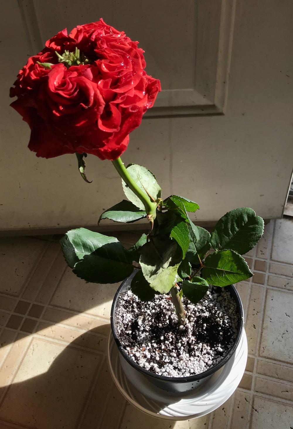 Rooting a rose indoors? in the Roses forum - Garden.org