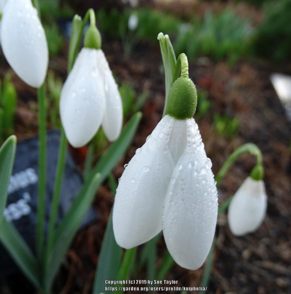 Snowdrop (Galanthus 'Bess') in the Snowdrops Database - Garden.org