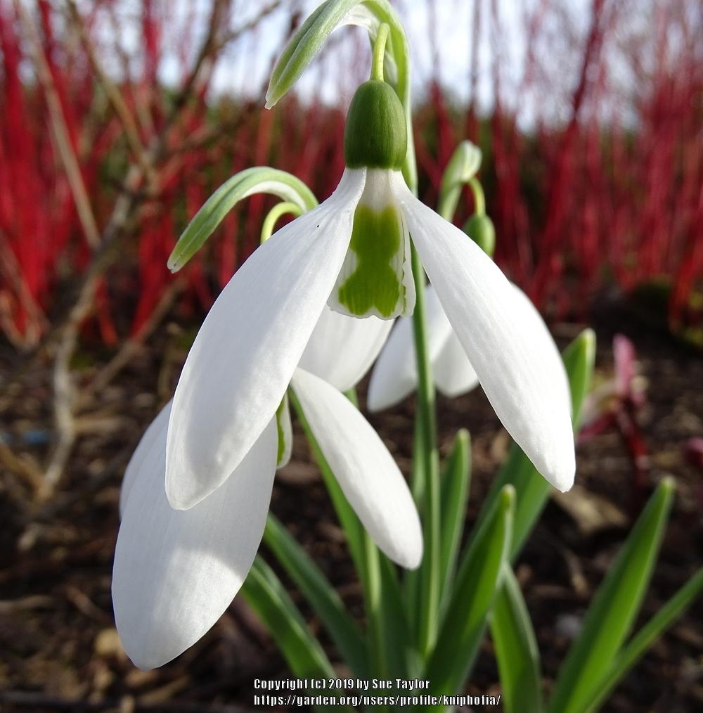 Snowdrops: Plant Care and Collection of Varieties - Garden.org