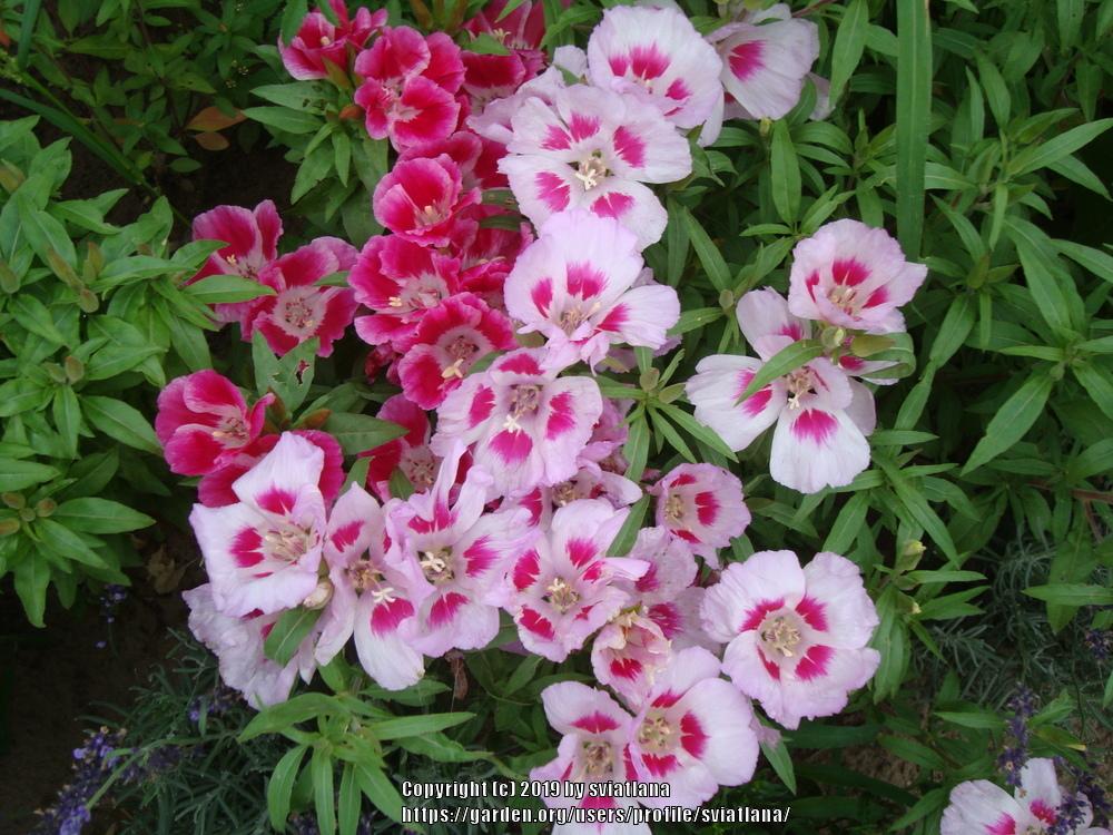 Farewell-to-Spring (Clarkia amoena subsp. whitneyi) - Garden.org