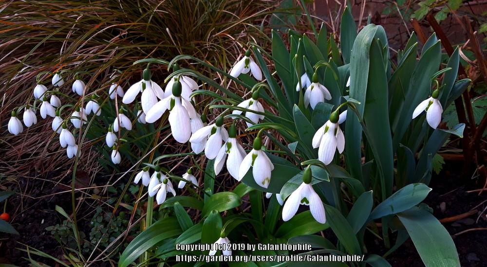Photo of the bloom of Giant Snowdrop (Galanthus elwesii) posted by ...
