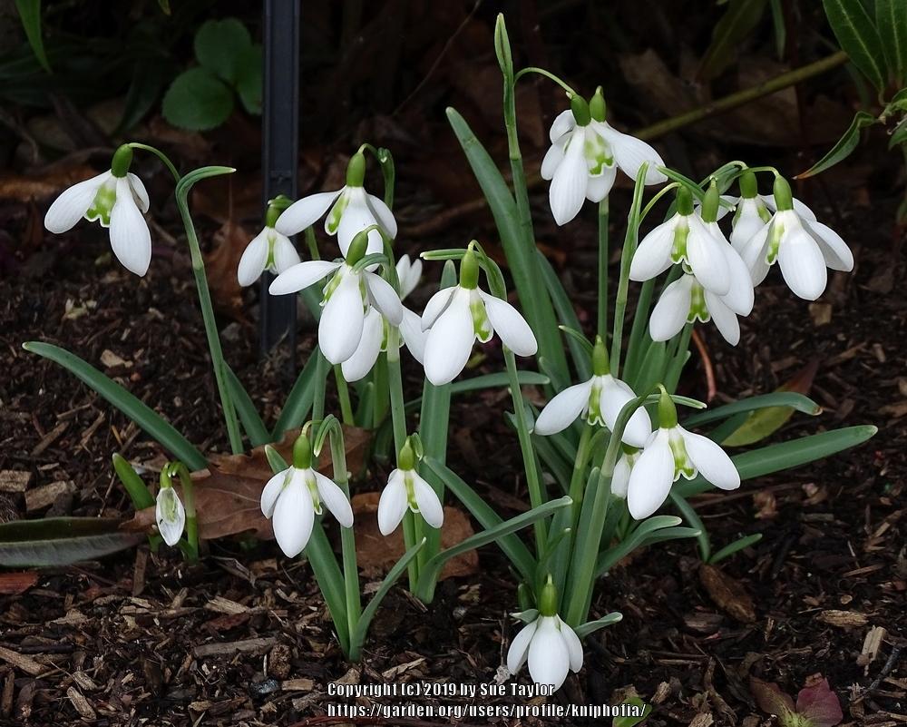 Snowdrops: Plant Care and Collection of Varieties - Garden.org