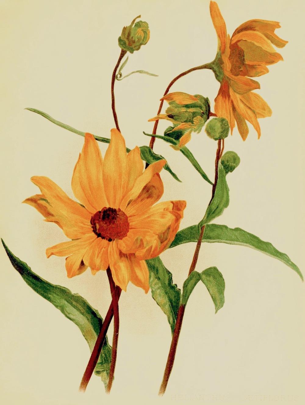 Cheerful Sunflower (Helianthus x laetiflorus) - Garden.org