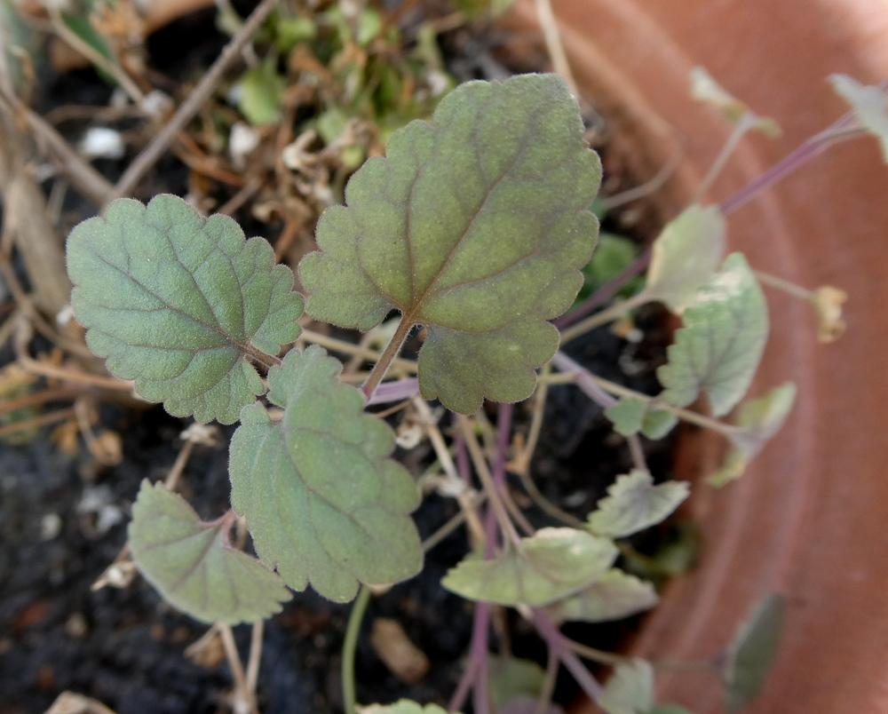 Hummingbird mint (Agastache aurantiaca 'Fragrant Delight Mix') in the ...