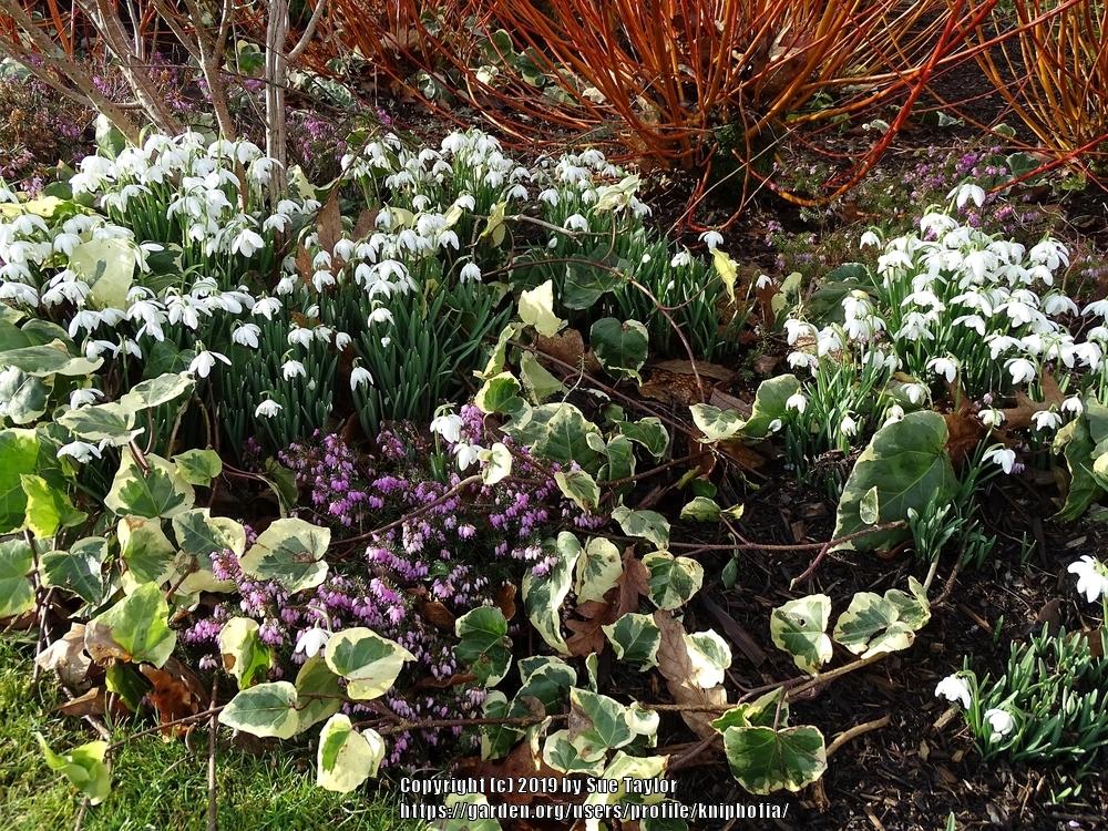 Persian Ivy (Hedera colchica 'Dentata Variegata') - Garden.org
