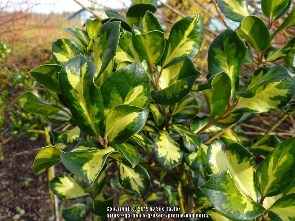 Ilex: Plant Care and Collection of Varieties - Garden.org