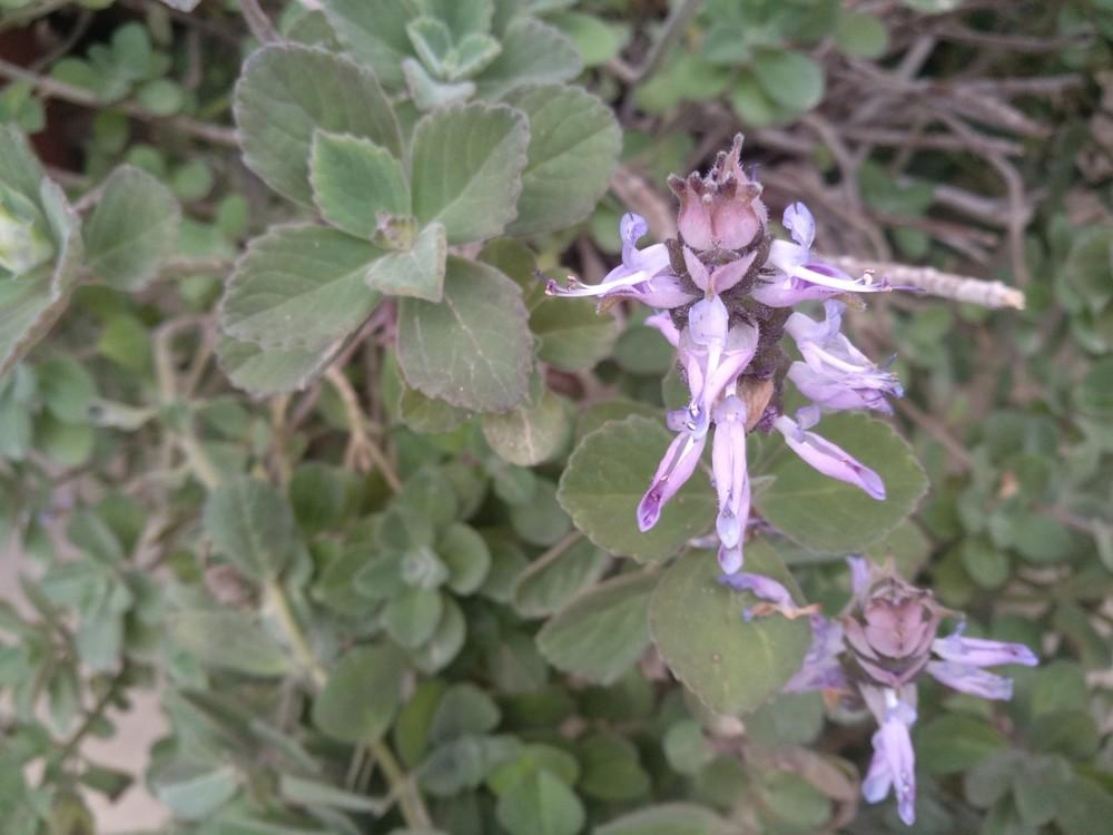 Photo of the bloom of Blue Coleus (Coleus neochilus) posted by sangel ...