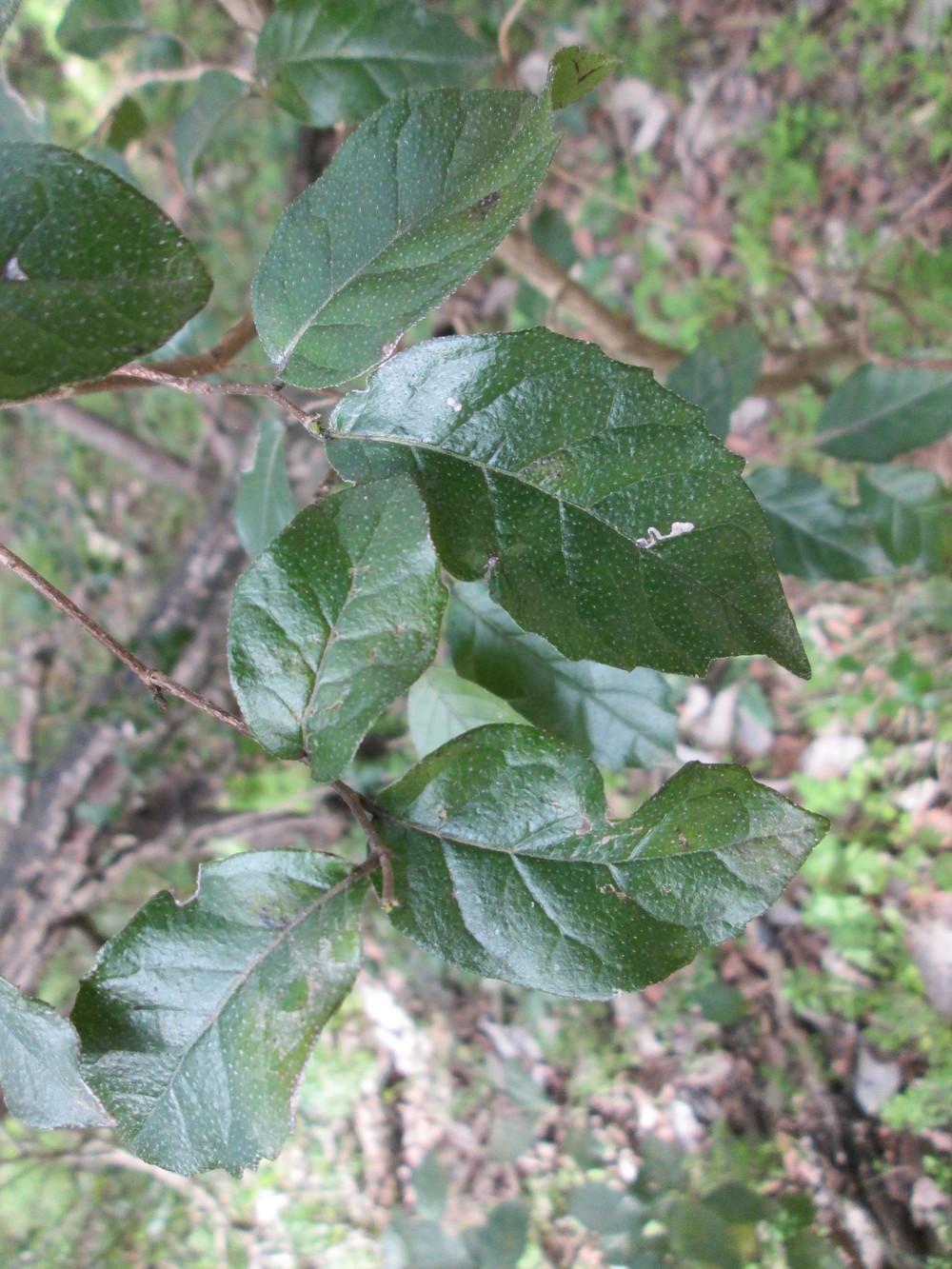 Anacua (Ehretia anacua) - Garden.org
