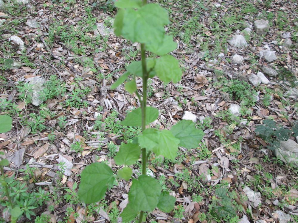 Photo of the leaves of Turk's Cap (Malvaviscus arboreus var. drummondii) posted by ...
