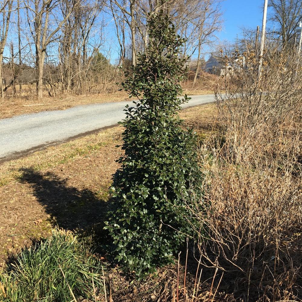 Ilex: Plant Care and Collection of Varieties - Garden.org