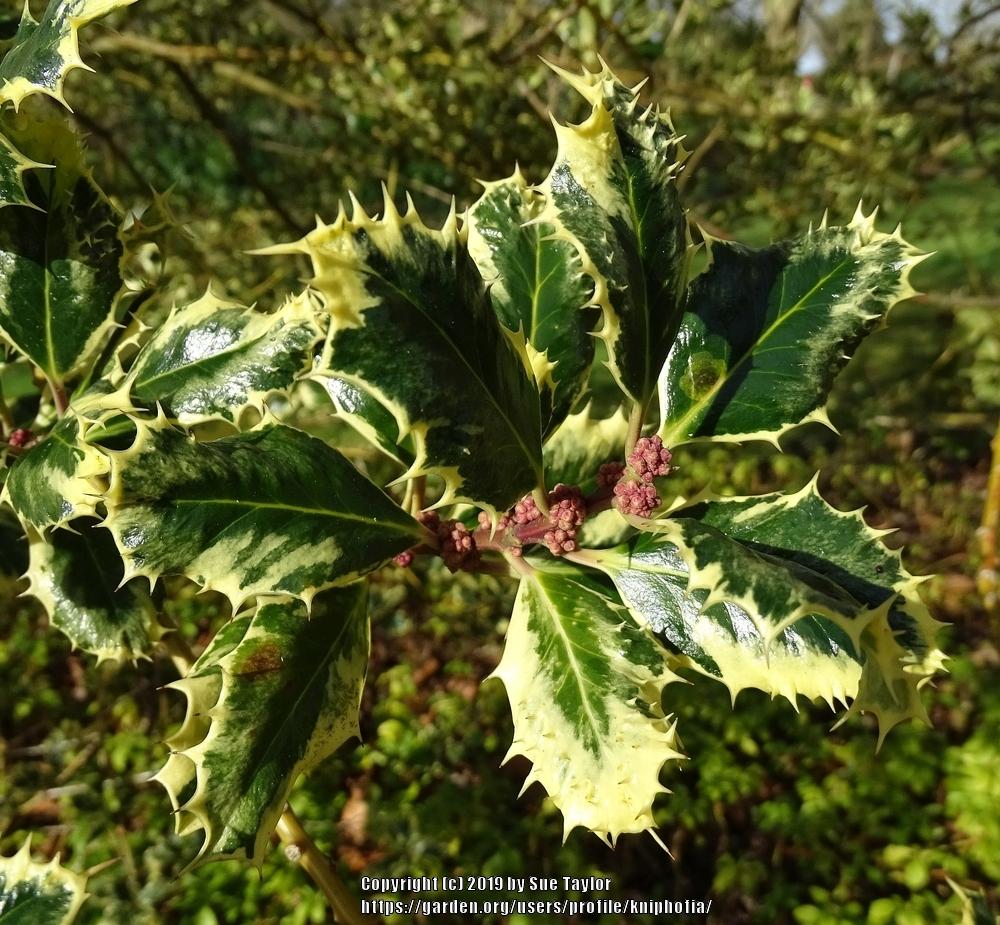 Ilex: Plant Care and Collection of Varieties - Garden.org