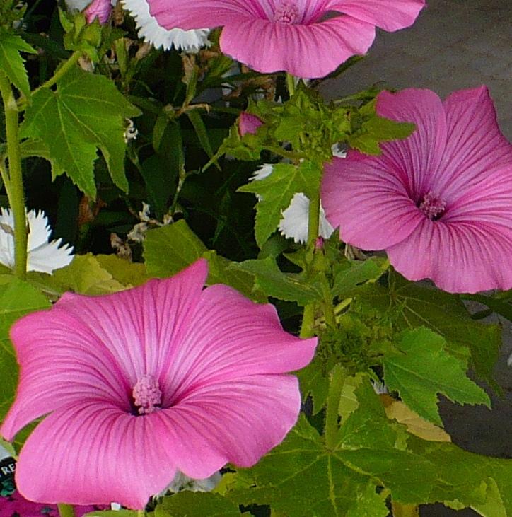 Photo of the leaves of Annual Mallow (Malva trimestris 'Silver Cup ...